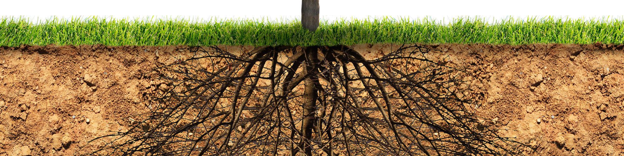 Tree and Shrub Spraying Program - Green Grass Lawn Care Co.